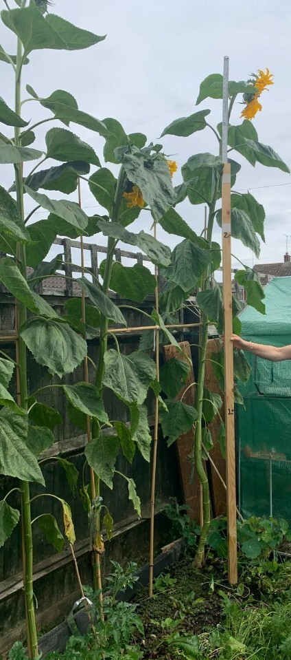 GIANT Sunflower 60 Seeds - Fast Tall Growing - Easy to Grow + FREE ...