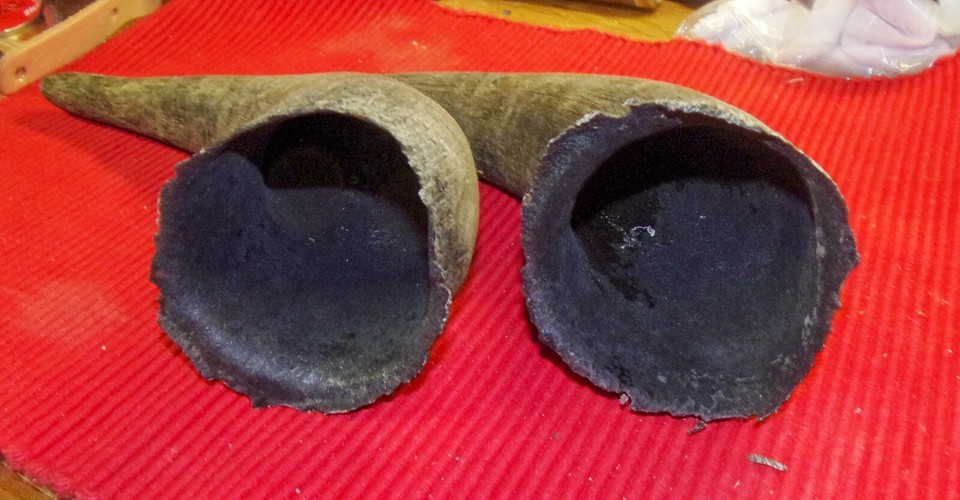 Two Raw Bison horns, America buffalo. Make a nice powder horn. | eBay