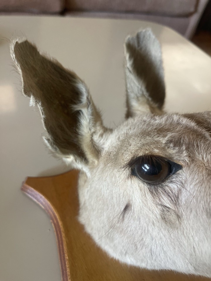 Kangaroo Taxidermy Bust Head Mount Plaque Vintage Rare | eBay