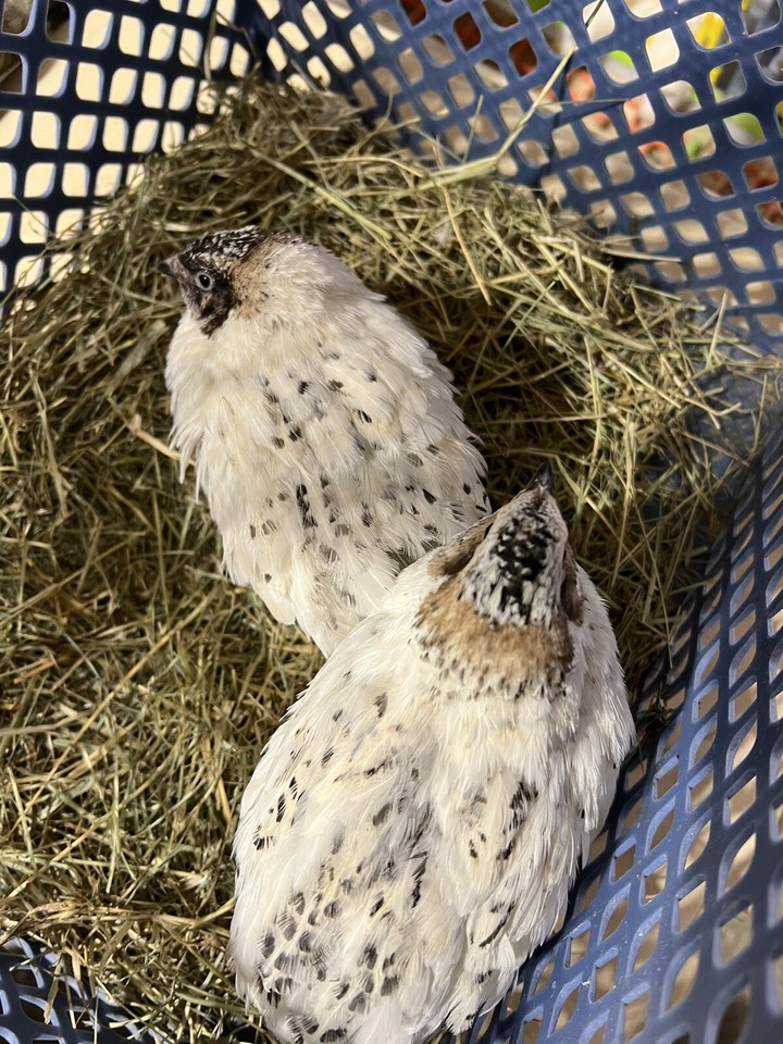 10+ Pearl Fee Coturnix Quail Hatch Egg | eBay
