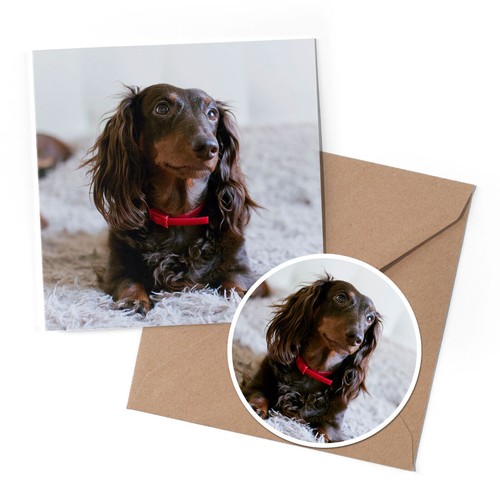1 x Greeting Card & 10cm Sticker Set - Brown Long Haired Dachshund Dog ...