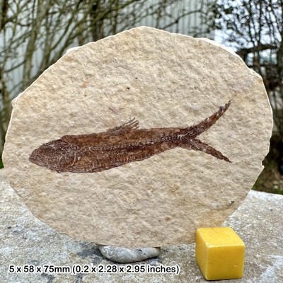 Small Fish Fossil in Matrix Gift Kids Genuine Prehistoric Sea Creature ...