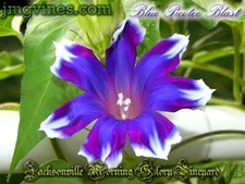 Morning Glory Blue Picotee 5 Seeds Easy Grow RARE CombSH D21 for sale ...