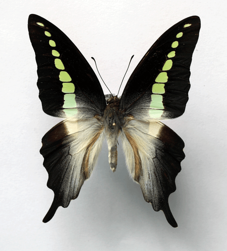 GRAPHIUM CODRUS MEDON - GOOD A- - unmounted butterfly | eBay.de