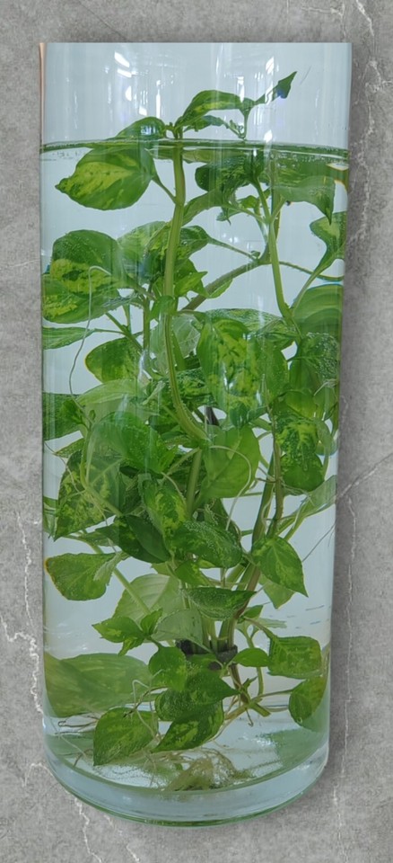 Floratica ¦ Hygrophila C. Variegatus (5x) Live Aquarium Plant Tropical ...