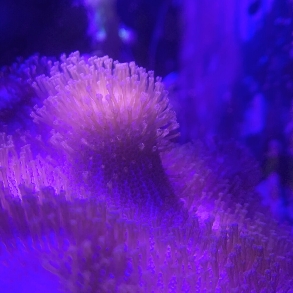 Toadstool - 'Devils hand'- Coral Frag - | Grelly UK