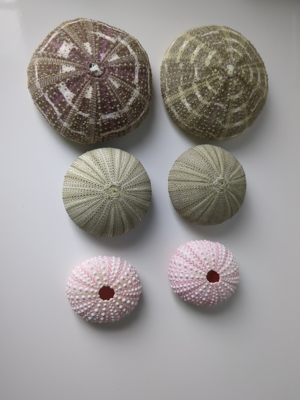 large sea urchin shells | eBay