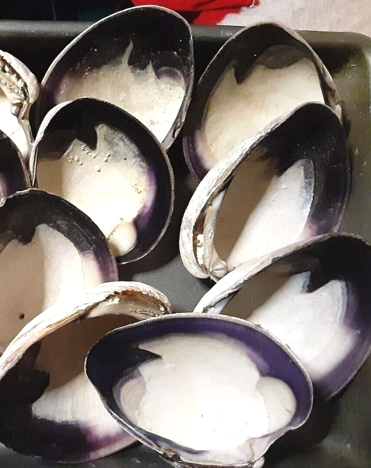 6 Medium Quahog/Wampum Shells 2.5"+ Across Superior Quality and Color ...