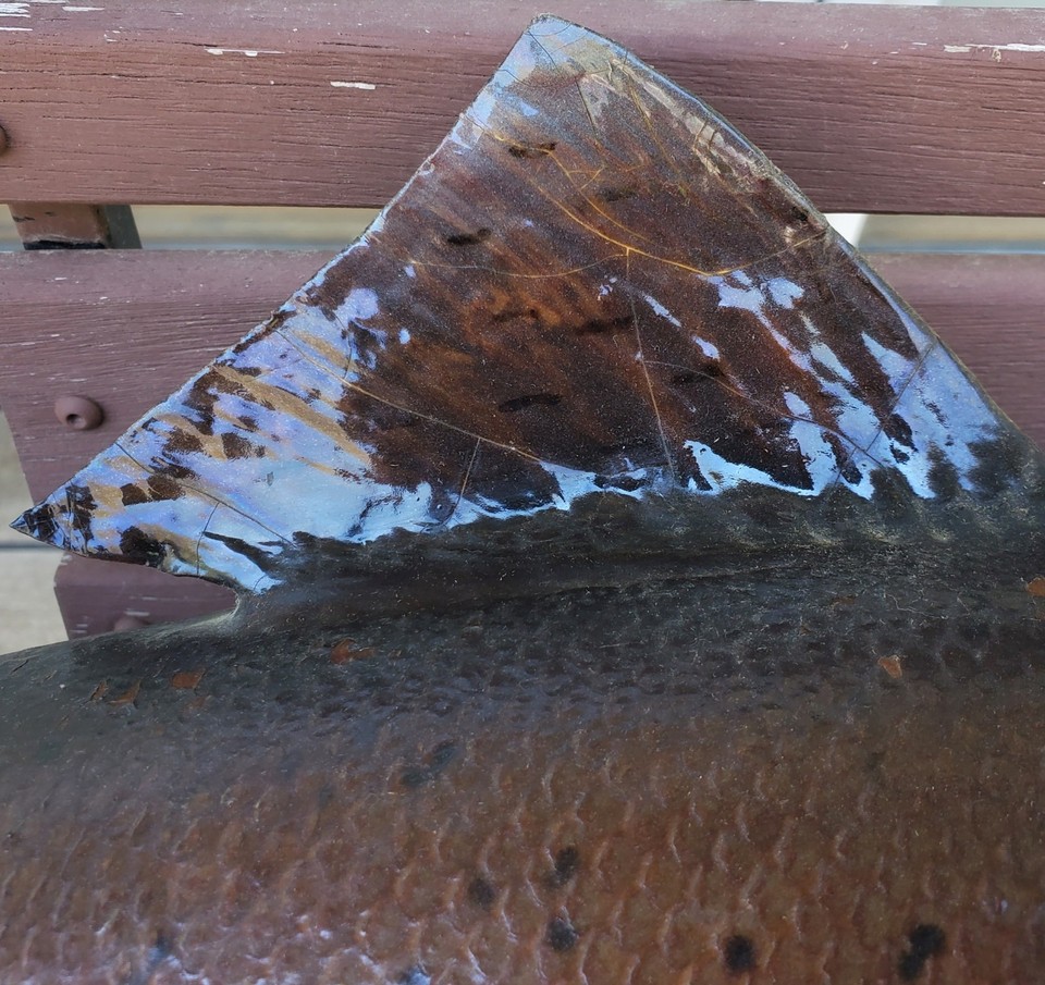 Vintage BIG CHINOOK KING SALMON Real Skin Fish Mount Man Cave Cabin ...