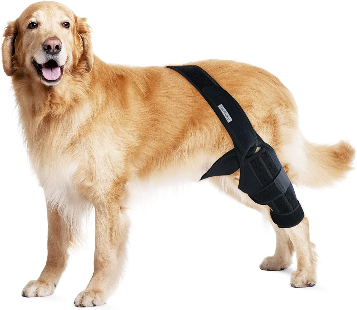 are-dogs-able-to-get-sore-muscles