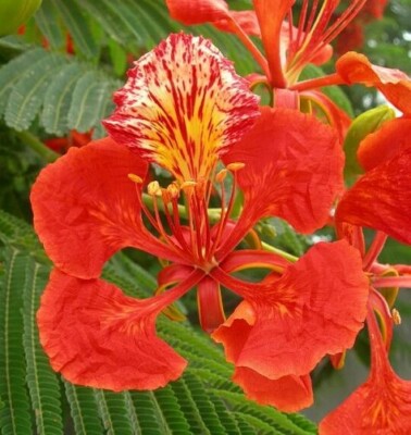 10 Semillas Flamboyan Rojo (Delonix regia) Semillas Del Mundo. seeds ...