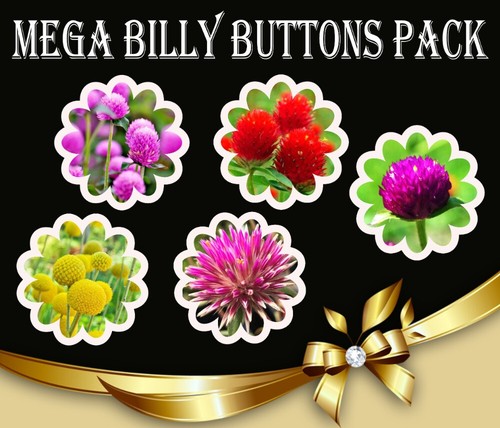 MEGA BILLY BUTTONS SEED PACK-5 VARIETIES-PINK-RED-YELLOW-PURPLE-ROSE ...