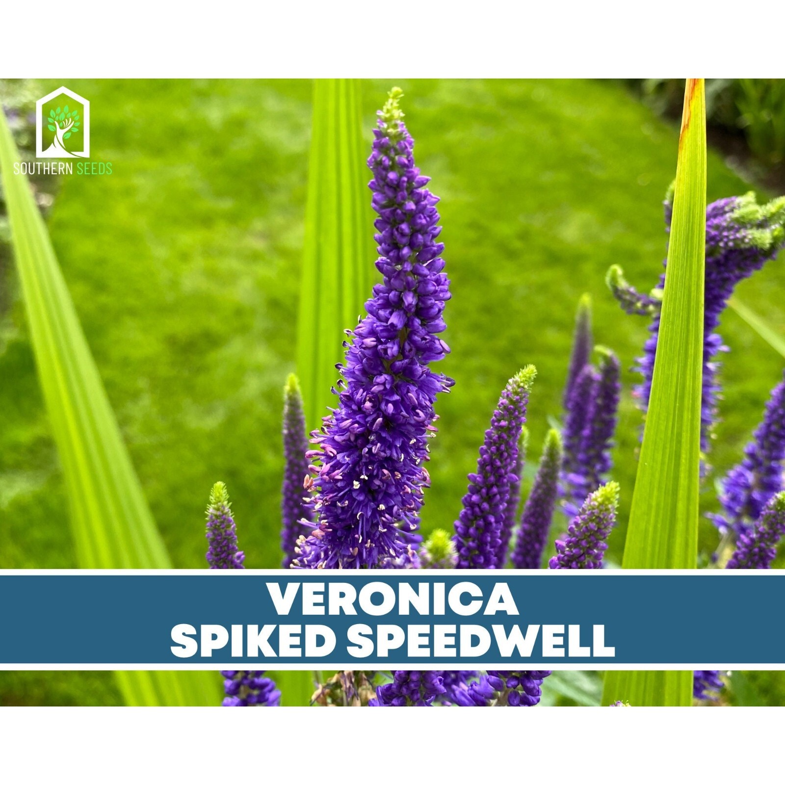 Spiked Speedwell Veronica Seeds, Heirloom Flower, USA Grown | eBay