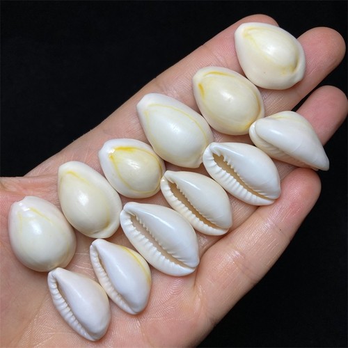 39g Natural Small White Rabbit Cowrie Seashells Conch Shell D466 | eBay