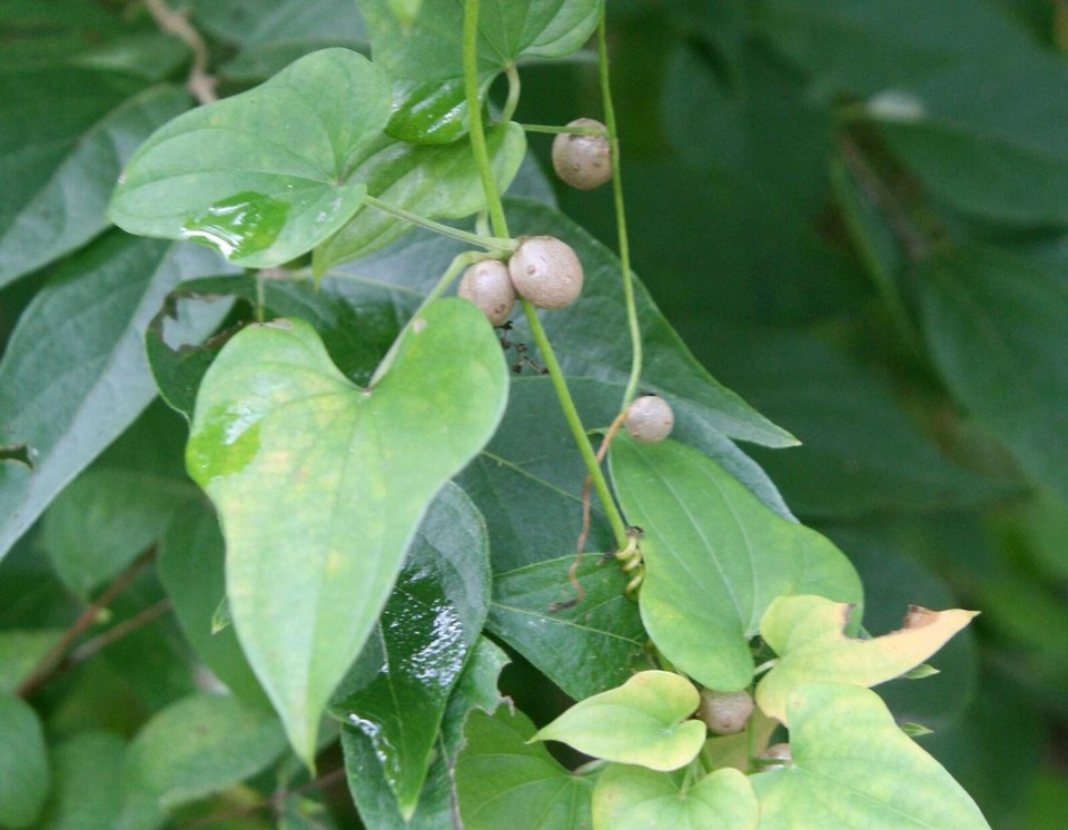 Chinese Yam Cinnamon Vine Shan Yao Dioscorea Opposita Tincture 3 Live ...