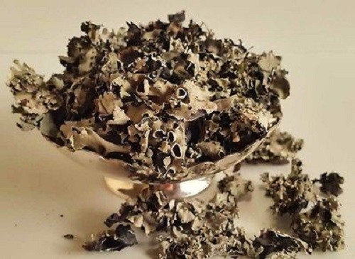 Dagar Na Phool Black Stone Flower Kalpasi Dagarful (Parmotrema Perlatum ...