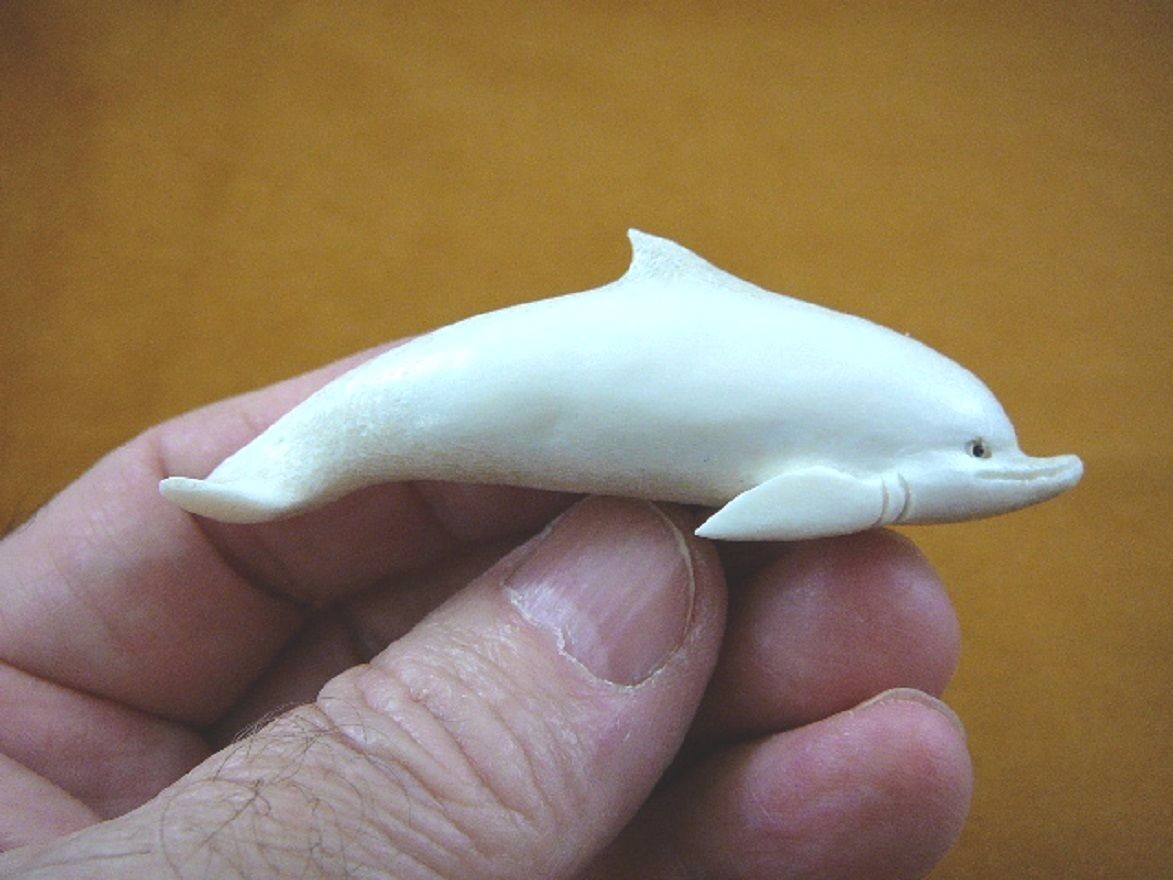 Albino Bottlenose Dolphin China Daily On X: "A Rare Albino #dolphin