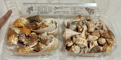4 Pounds Marco Island Sea Shells Mixed Lot ~ Fighting Conch ~ Cockles ...