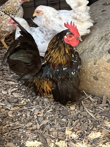 6++ Bantam /Fancy Mix Breeds, Possible rare Purebred Eggs | eBay