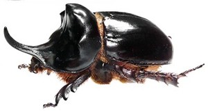 COOLINSECTS | eBay Stores