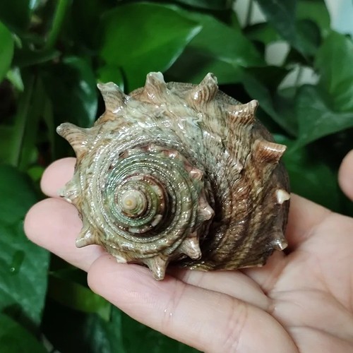 6-7cm Large Horned Turban Snail Natural Turbo Cornutus Shell Decor ...