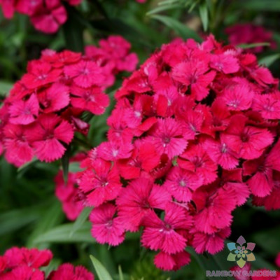 200+ Jolt Cherry Carnation Seeds for Garden Planting - USA - FREE ...