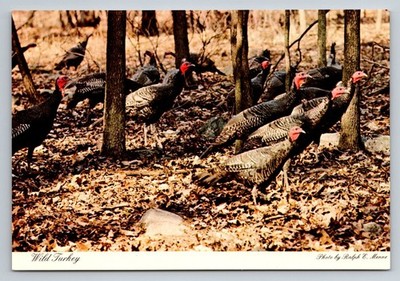 Vintage Wild Turkey Flock Postcard Photo by Ralph E. Menne 6x4 Litho | eBay