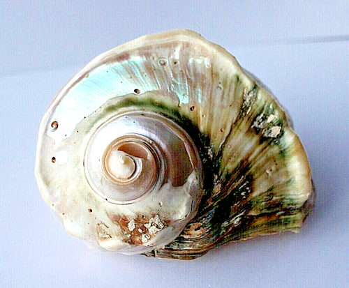 Large Vintage Green Turban Or Green Turbo Marmoratus Sea Shell 16 Cms ...