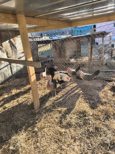 6 Grey Hatching Eggs American FowlGame Chicken | eBay