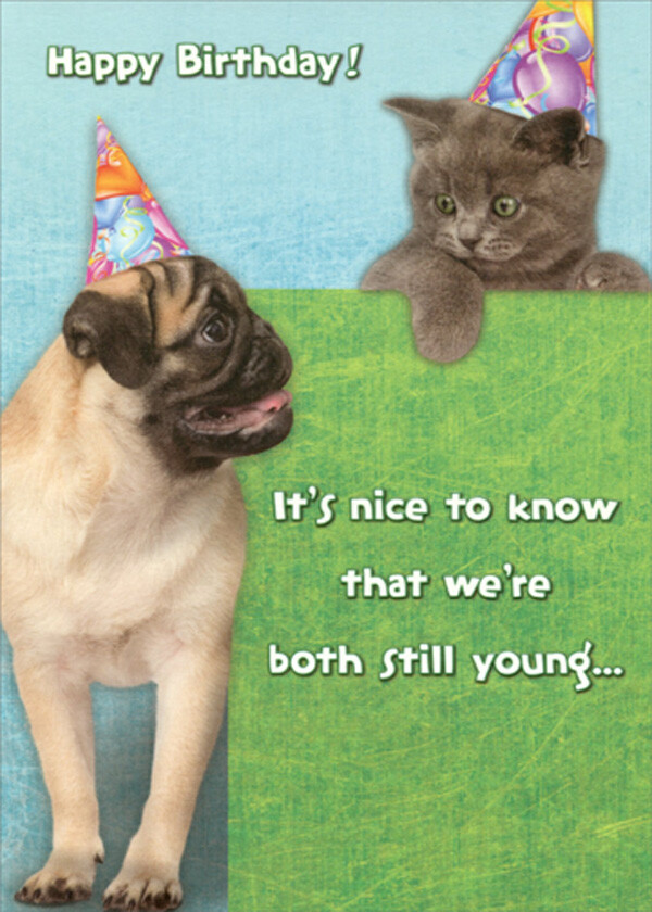 Pugs Singing Happy Birthday