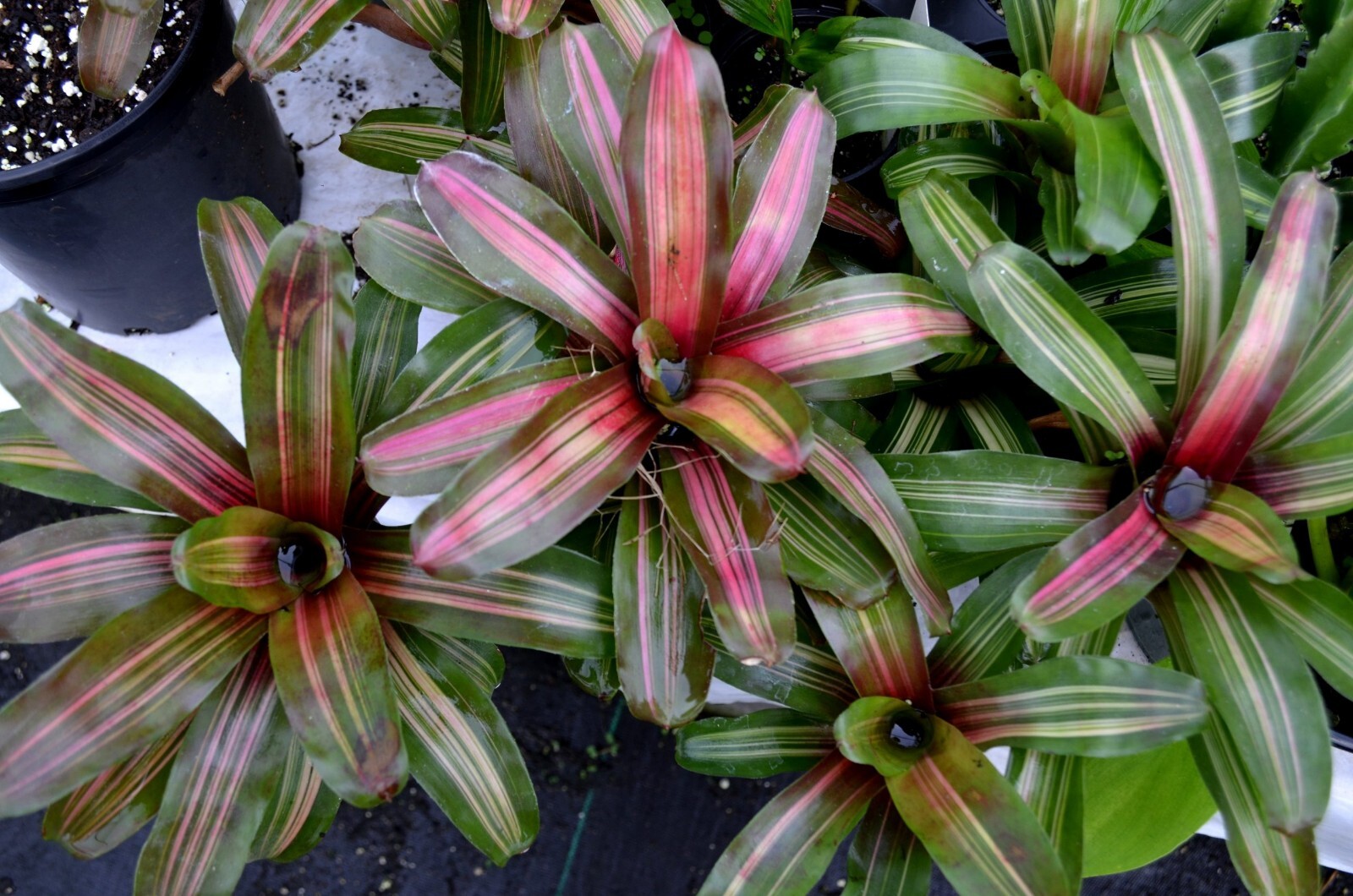 Bromeliad Neoregelia Zoe (2 Plants For The Price)****** | eBay
