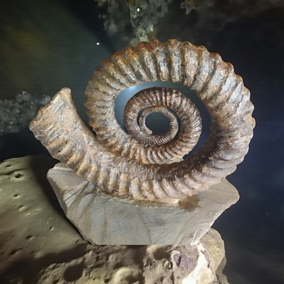 Ammonite Fossil Spiral, Nautilus Shell, Fossilized Ammonite,Geology ...