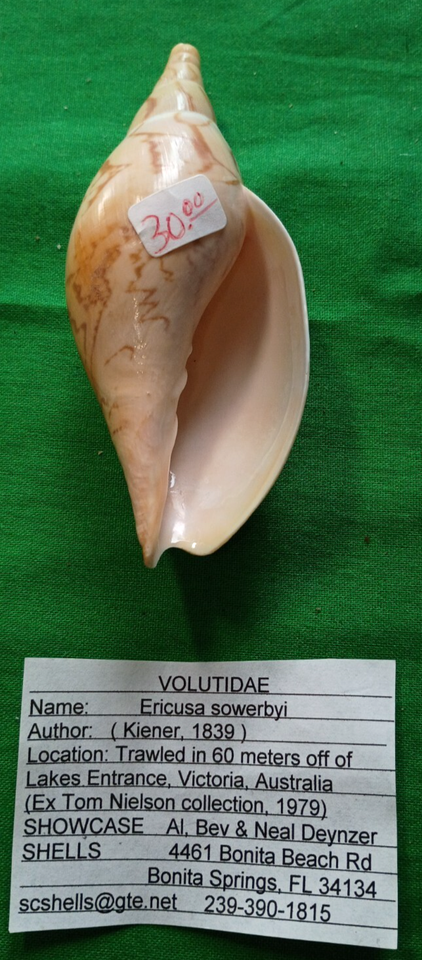 Voluta sowerby (Ericusa sowerby) #M0405 Australia 101mm | eBay