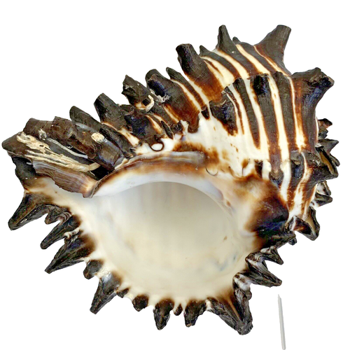 Striped Black Murex Shell 5” Conch Snail Hermit Seashell Decor Beach | eBay