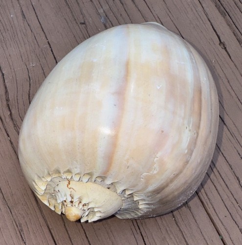 22 Cm Philippine Crowned Baler Melon Shell Seashell | eBay