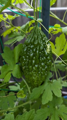 Mini Bitter Gourd Midi Pavakkai Karela Small Fruits India Type 10 Seeds ...