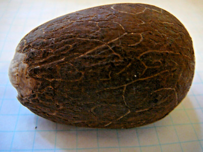 Tagua Nut (25) Nut's X Large Whole Carving Dried 2" to 2 1/2" Uncut | eBay