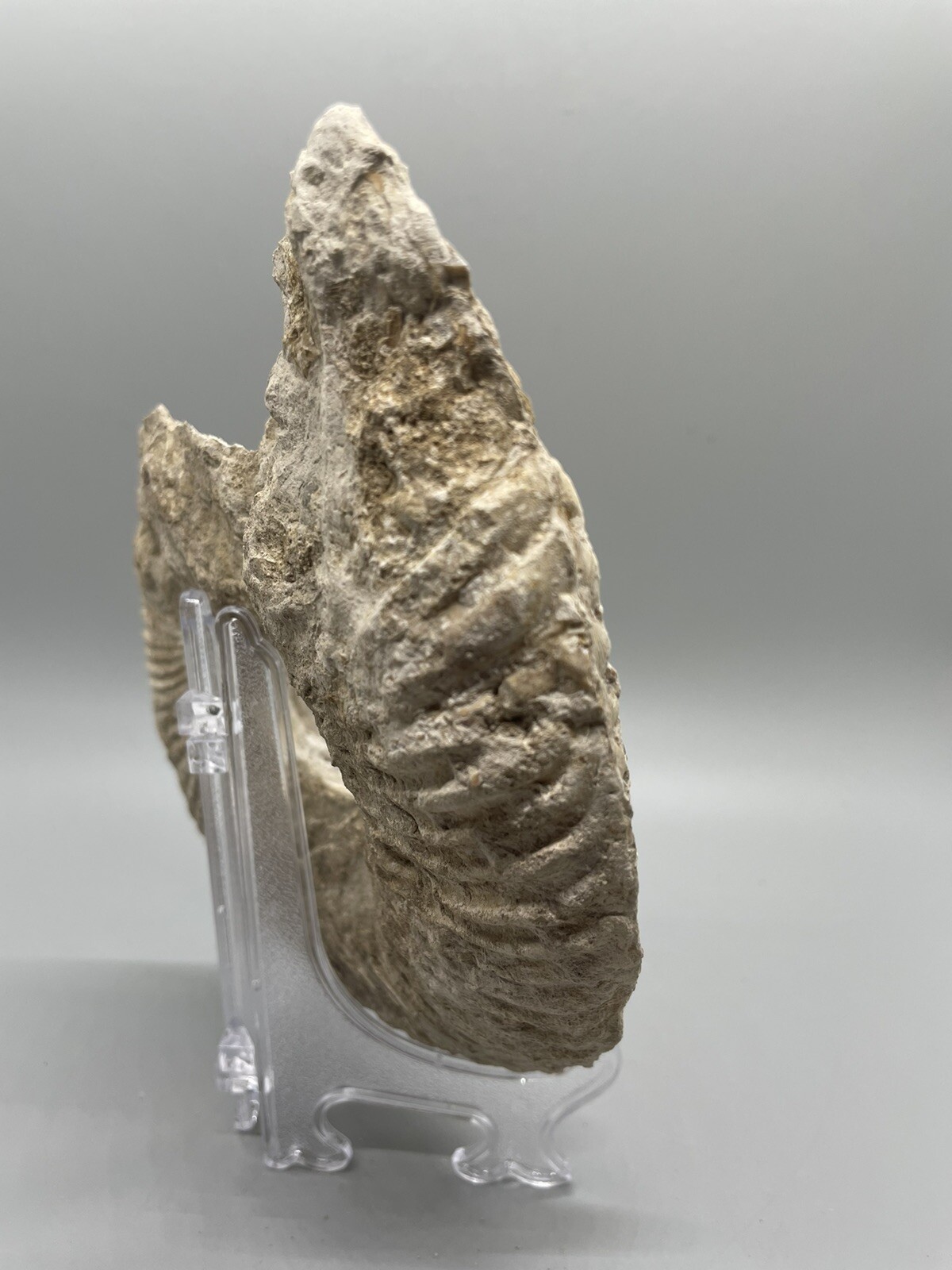 Texas Ammonite Fossil Oxytropidoceras 7 inches Natural Color Extinct ...