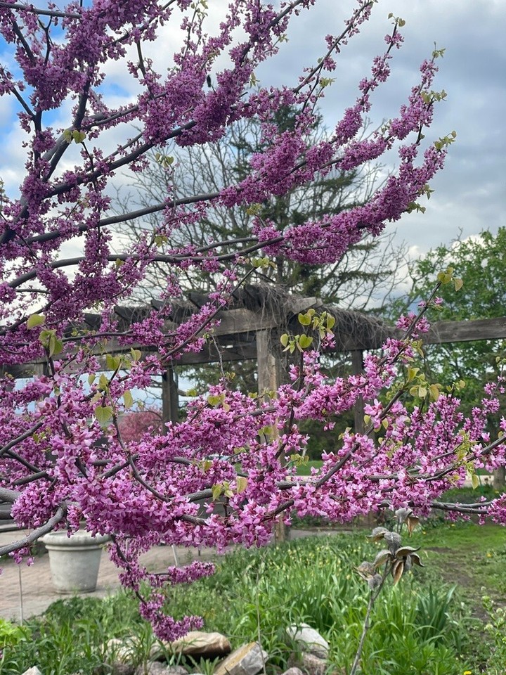 Eastern Redbud Tree Seeds ( Cercis canadensis ) - Pink - Free Shipping ...