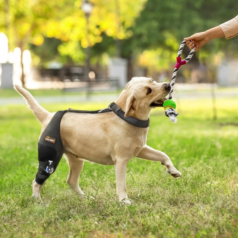 LARGE LEFT Adjustable Dog Knee Brace w Collar attachment, Support for ...