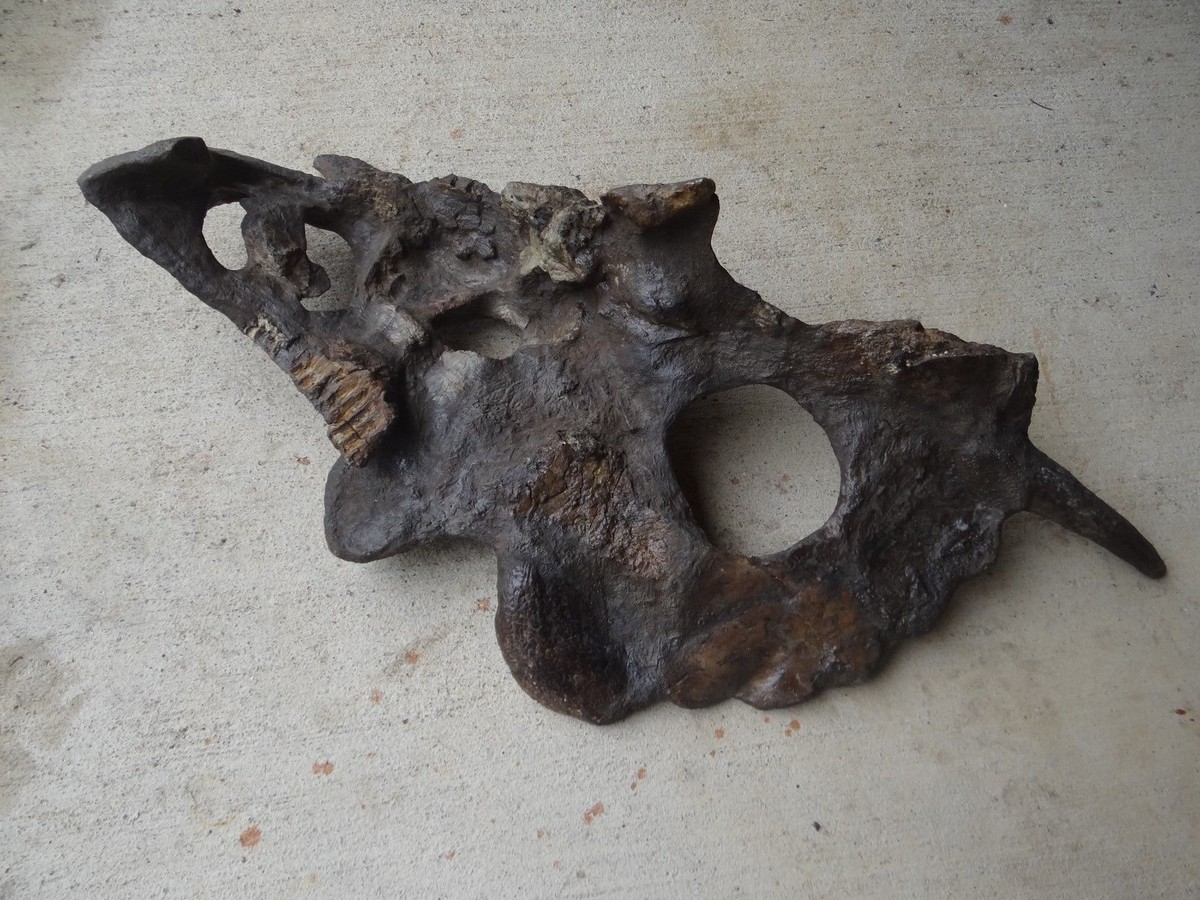 Einiosaurus Skull