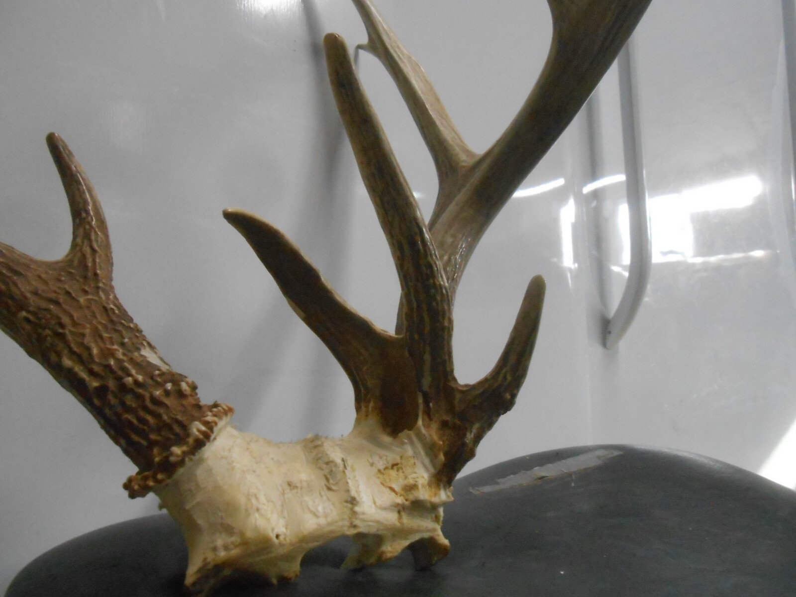 nontypical 7x4 WHITETAIL DEER RACK Antlers mule mount taxidermy elk ...