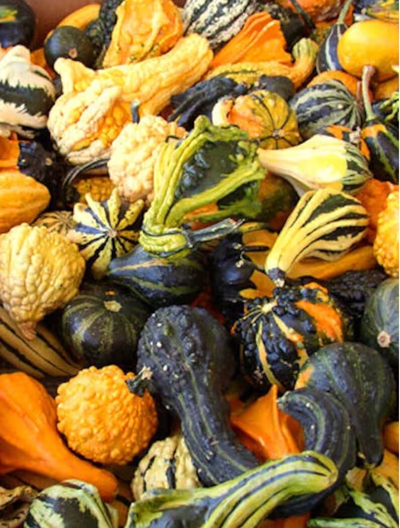 Gourds Seeds Mix Small & Large Gourd | NON-GMO | Heirloom | Fresh ...