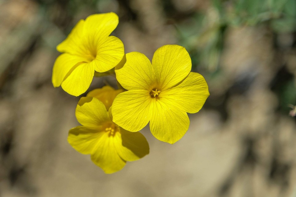 500 Organic GOLDEN FLAX Yellow Linseed Common Linum Flavum Flower Seeds ...
