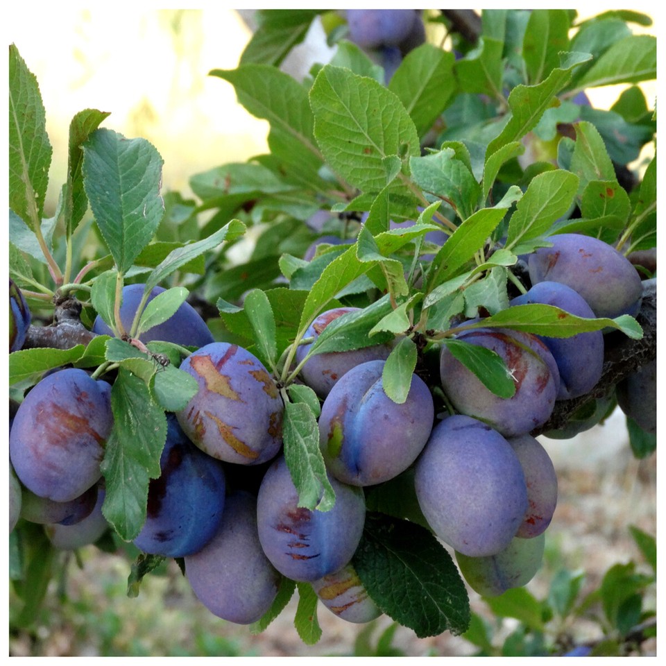 Dwarf Patio Merryweather Damson Tree , Self-Fertile & Heavy Cropping ...