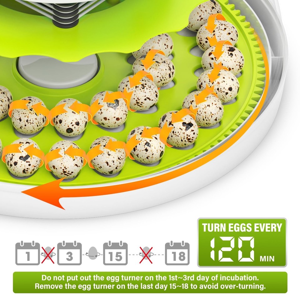 Quail Egg Incubator for Hatching 40 Quail Eggs with Automatic Turner ...