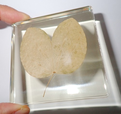 Pink Butterfly Leaf Specimen 75 mm Amber Clear Square Lucite Slide ...
