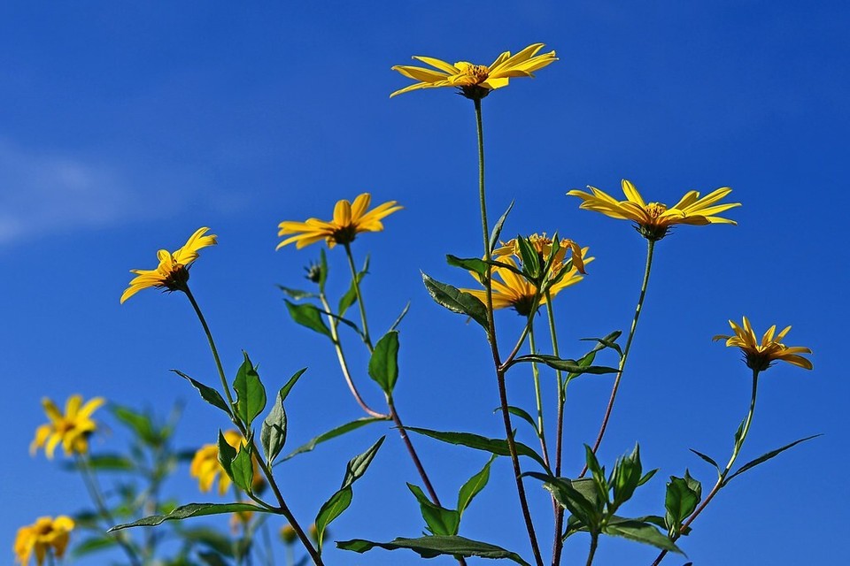 20 Seeds JERUSALEM ARTICHOKE Sunchoke Sunroot Helianthus Tuberosus | eBay