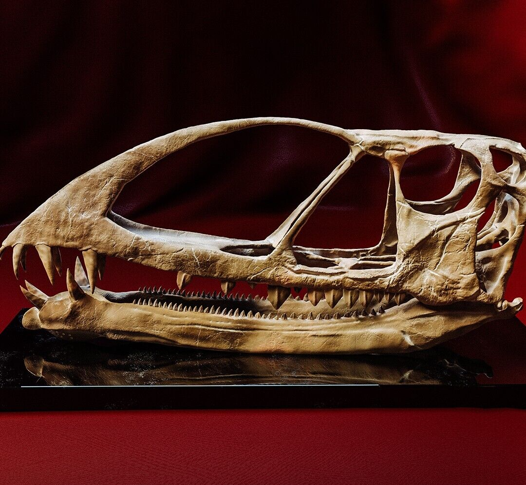 3d printed Caelestiventus hanseni Pterosaur head skull model dinosaur 1 ...