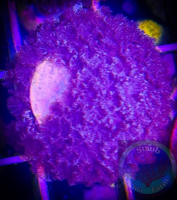 SAF~”WYSIWYG” Blue Anthelia Snowflake Coral Frag, Soft, LPS, SPS ...